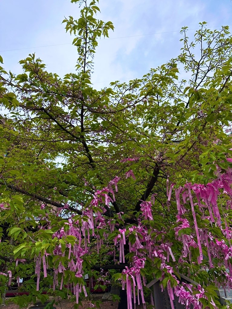 Caoli Tsuji Official Fan SIte